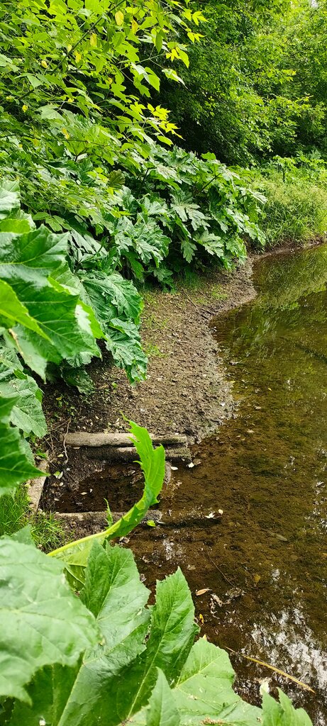 Pınar, çay Spring, stream, Orlovskaya oblastı, foto