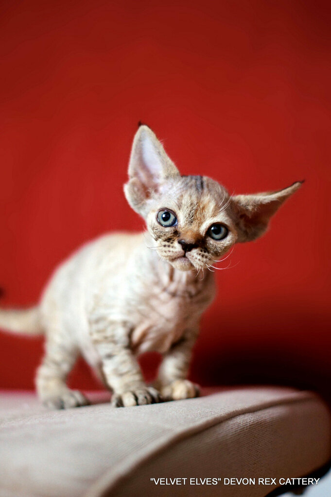 Evcil hayvan yetiştiricileri Velvet Elves Devon Rex Cattery, Tolyatti (Togliatti), foto
