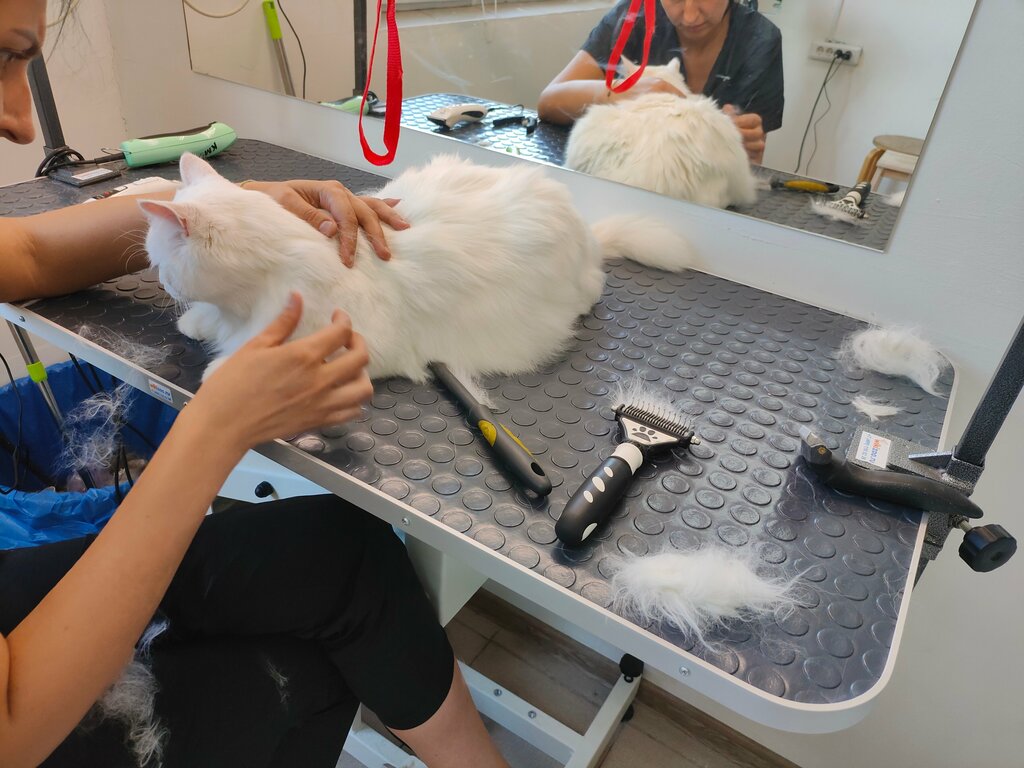 Evcil hayvan kuaförleri Khvosty i Lapy, Moskova, foto