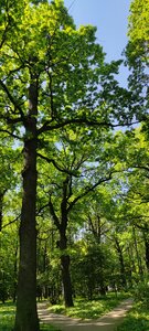 Oak Grove (Moscow, Oak Grove), kültür ve eğlence parkları  Moskova'dan