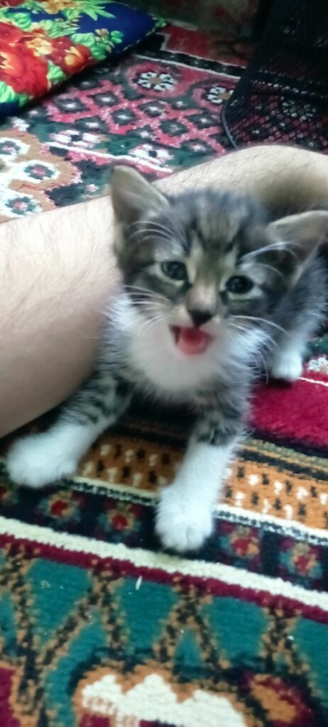 Anaokulları Kindergarten No. 19 Kamalak, Şehrisebz, foto