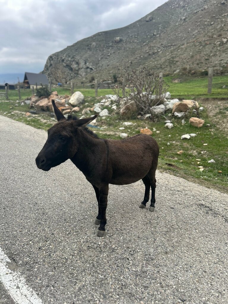 Resort oteller, tesisler Шагди, Kabardino‑Balkarya, foto