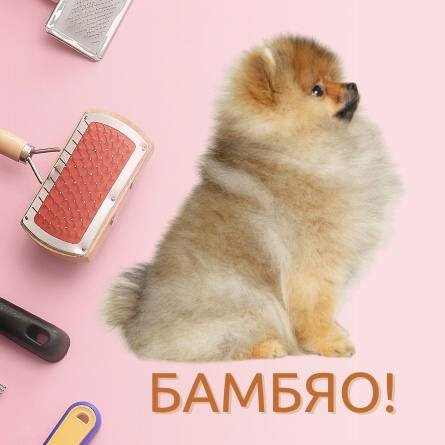 Evcil hayvan kuaförleri Бамбяо!, Pskov, foto