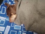 Novavet Derivación, Internaciones Y Emergencias Veterinarias 24h (Department of La Paz, Provincia Murillo, La Paz, Cotahuma, Avenida Ricardo Jaimes Freyre), veteriner klinikleri  Bolivya'dan
