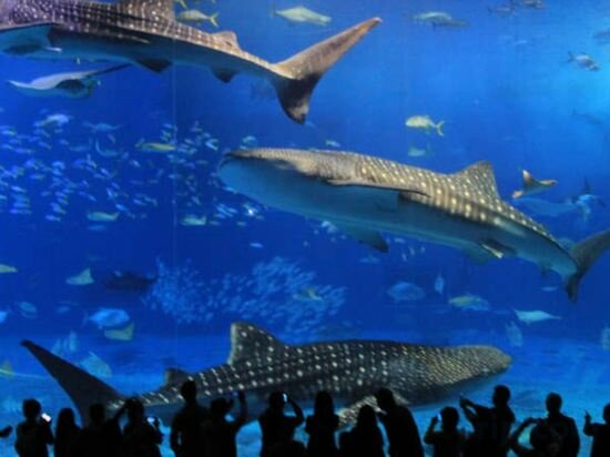 Otel Sunrize Ocean, , foto