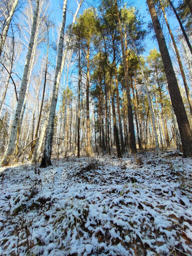 Dağ zirvesi Гора Михаила Кузьмина 350 метров, Yekaterinburg, foto