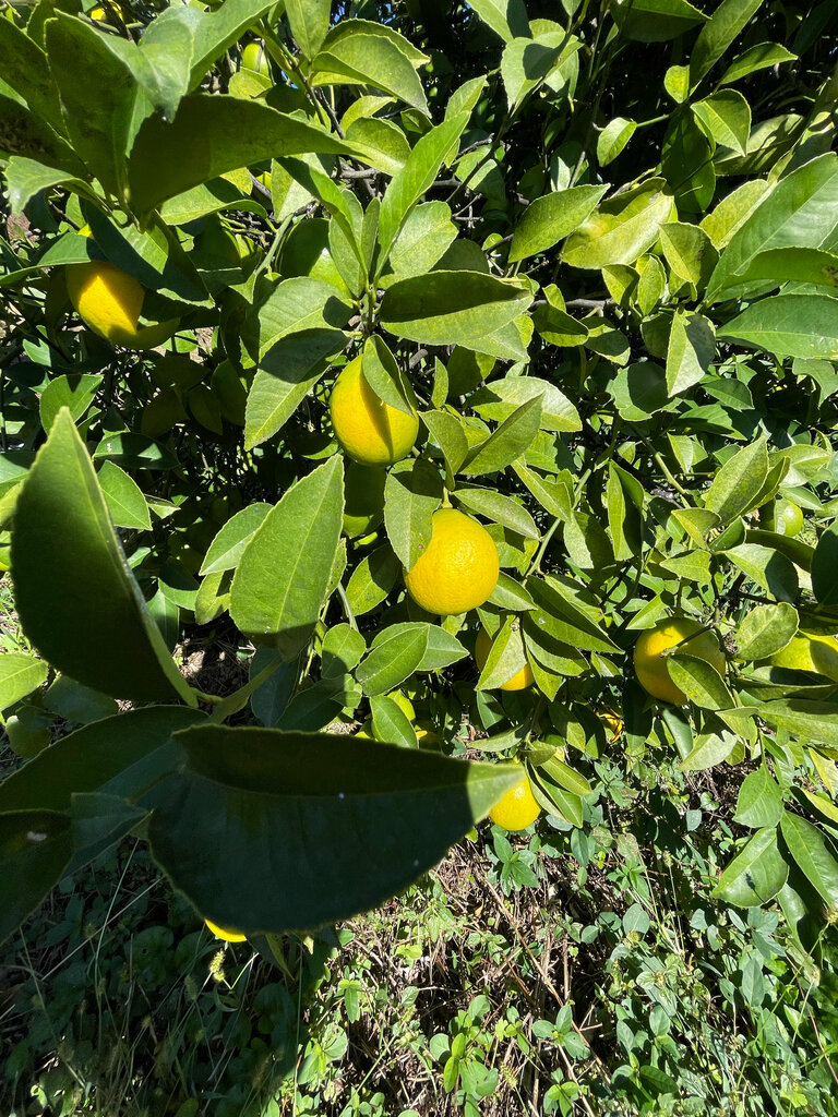 Tarım firmaları Мандариновый сад, Gagra Bölgesi, foto