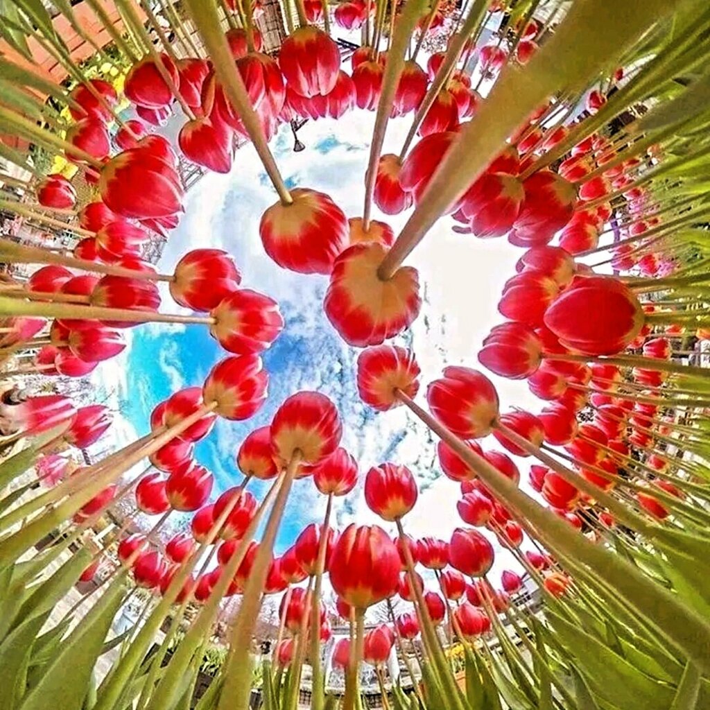 Video stüdyo ve çekim hizmetleri Gold Vision Group, Taşkent, foto