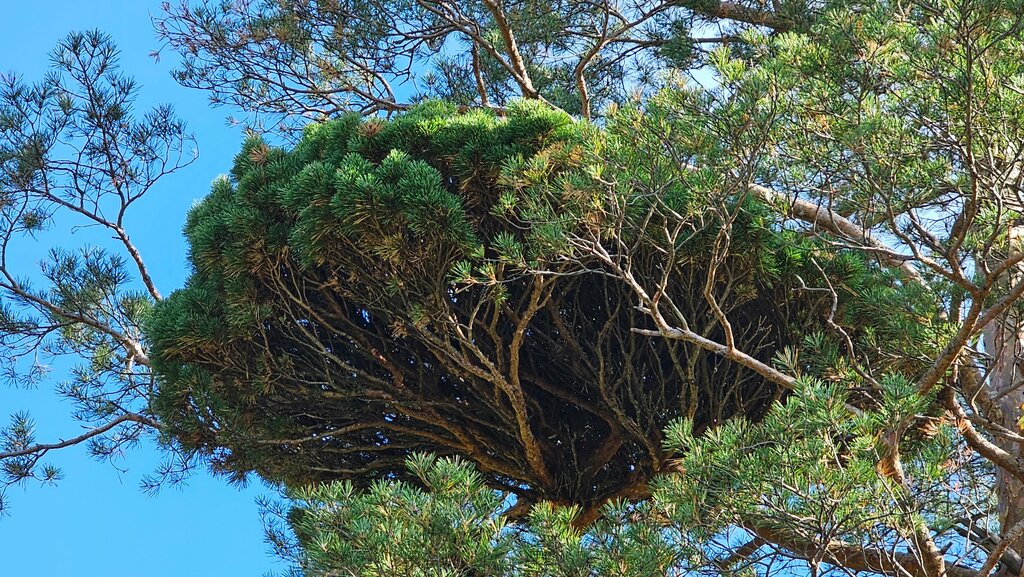 Seyir terası Гнездо, Krasnodarski krayı, foto