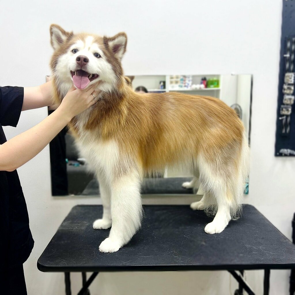Evcil hayvan kuaförleri Mokryi nos, Kovrov, foto