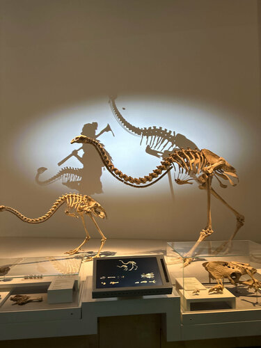 Müzeler ve sanat galerileri Museum of New Zealand Te Papa Tongarewa, Wellington, foto