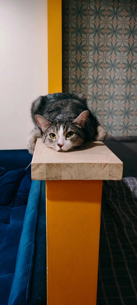 Evcil hayvan kuaförleri Четыре Лапы Груминг, Moskova, foto