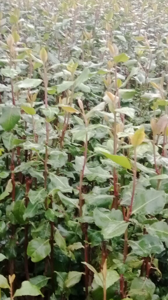 Adlandırılmış bina Offices Land Building Block 3, Dubai, foto