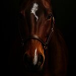 Частная конюшня (Shkolnaya ulitsa No:2, posyolok gorodskogo tipa Reshetnikovo), at ve binicilik kulüpleri  Moskova ve Moskovskaya oblastından