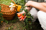 Tigerorganic (Antalya, Kumluca, Meydan Mah., Mimar Sinan Cad.), market  Kumluca'dan