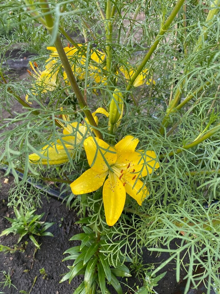 Market Tobyl, Kostanay eyaleti, foto