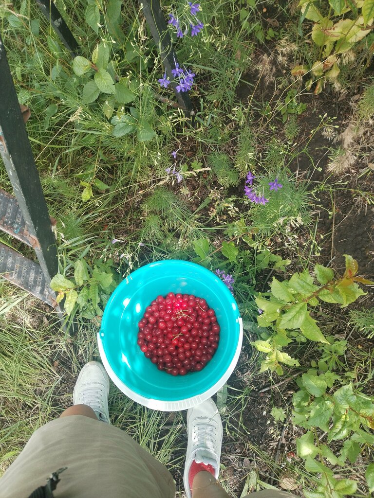 At ve binicilik kulüpleri Конный клуб, Kurskaya oblastı, foto