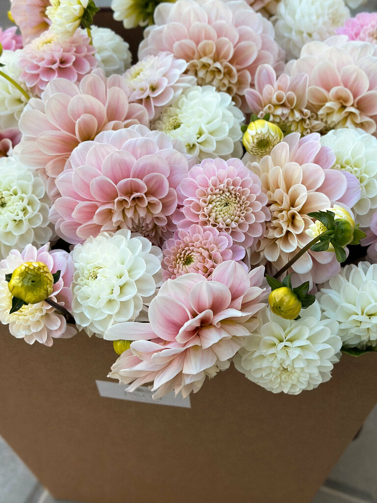 Çiçekçiler Pavone Flowers, Yaroslavl, foto