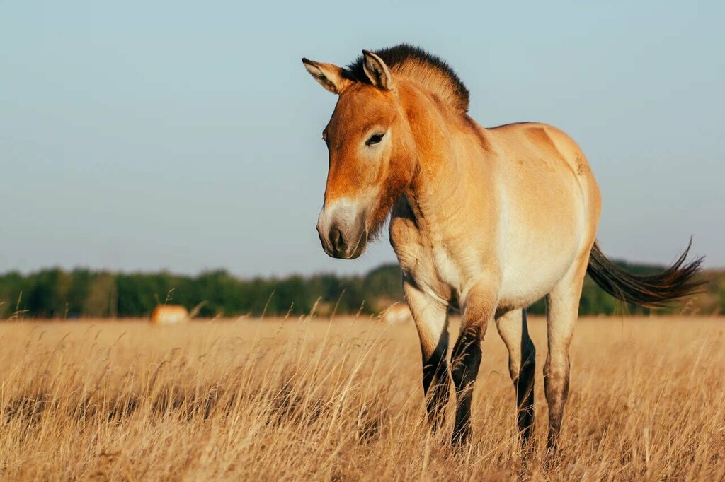 Rusya’nın vahşi hayvanları Лошадь Пржевальского, Orenburgskaya oblastı, foto