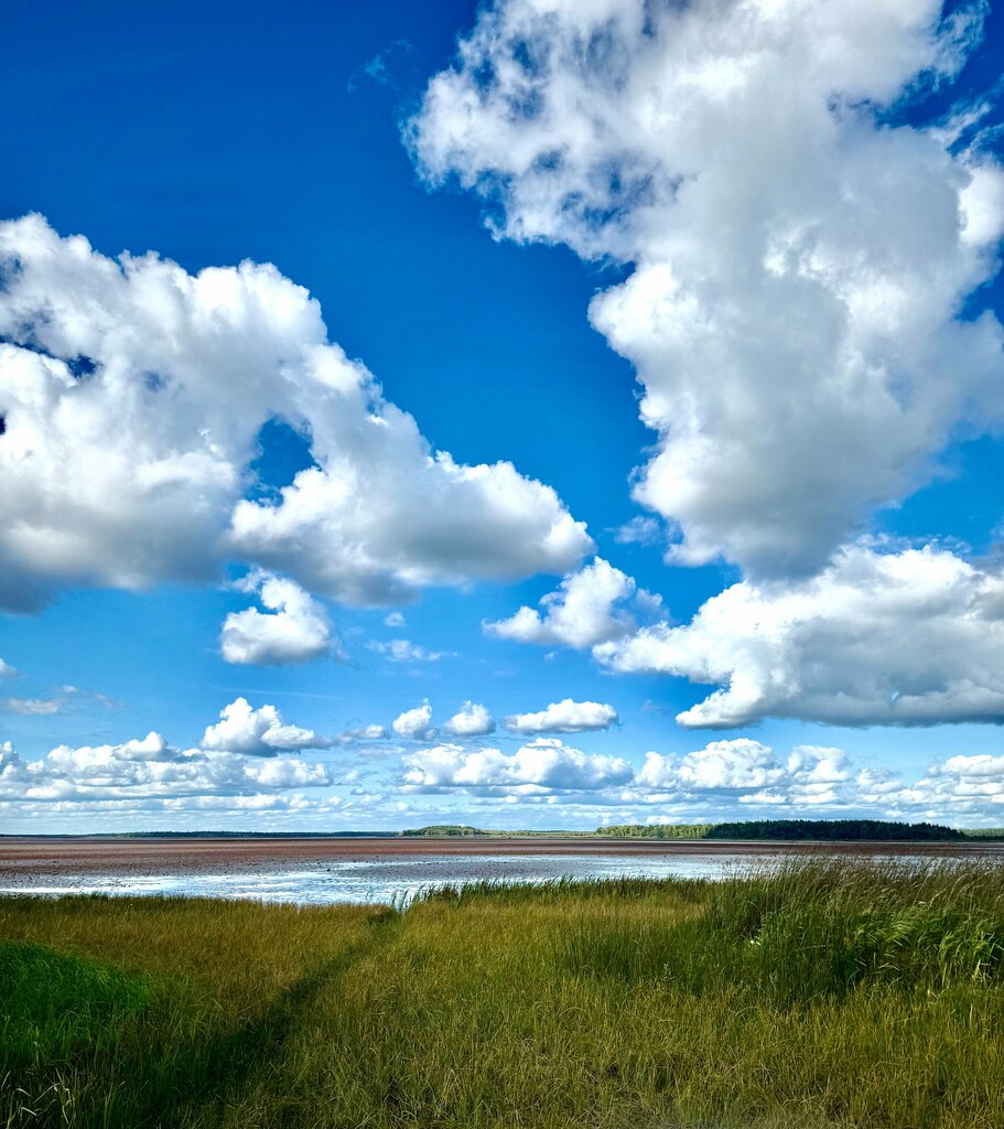 Plaj Пляж турбазы Мещера, Riazanskaya oblastı, foto