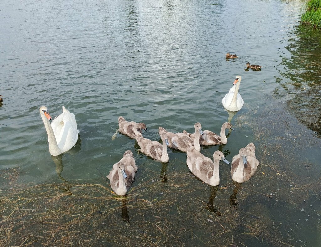 Park, sokak heykeli Щука, Sebezh, foto
