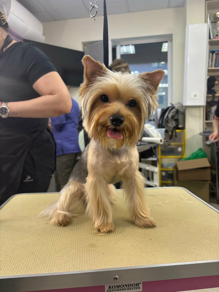 Evcil hayvan kuaförleri Ласковый грумер, Samara, foto