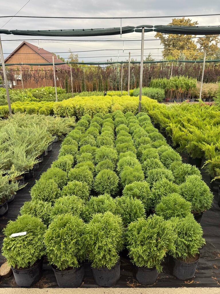 Plant nursery Питомник Красносельское, Krasnodarski krayı, foto