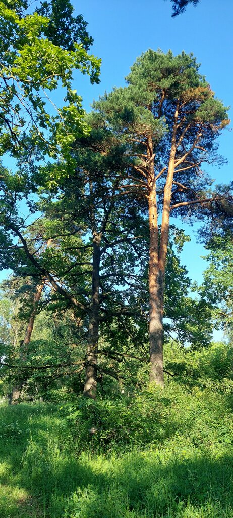 Kültür ve eğlence parkları Dubovaya Roscha, Kolomna, foto