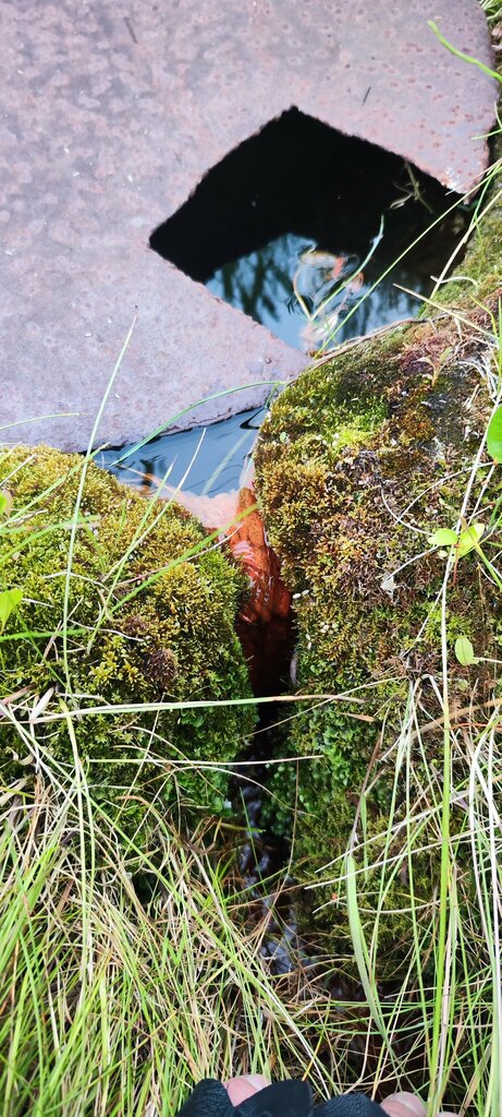 Pınar, çay Spring, stream, Saint‑Petersburg ve Leningradskaya oblastı, foto
