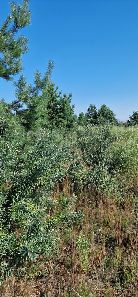 Dağ zirvesi Лисья гора, Kurgan, foto