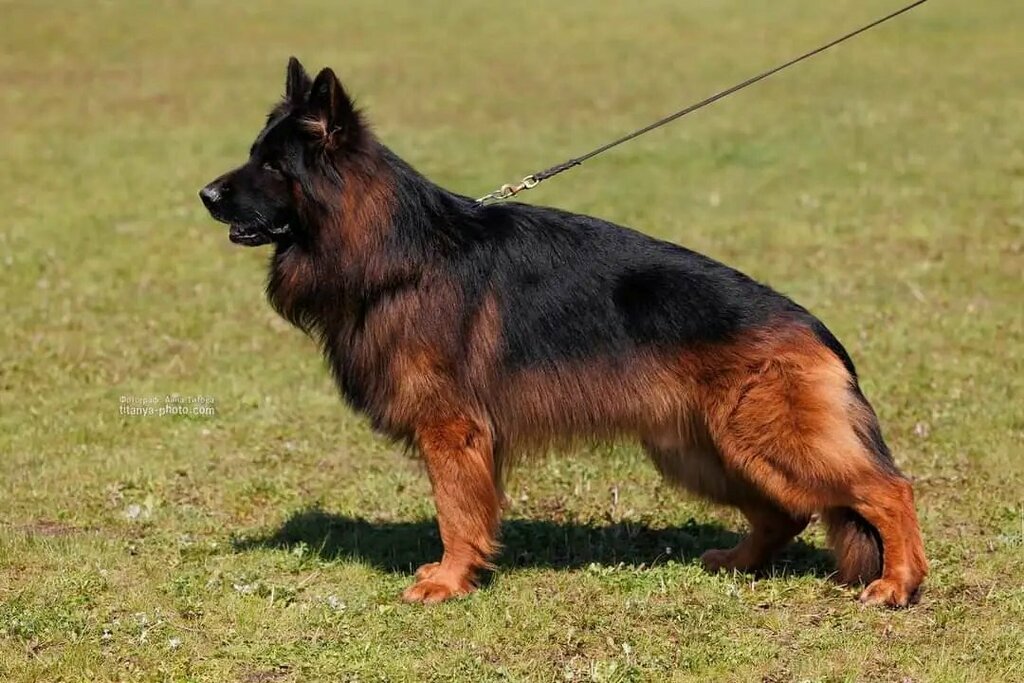 Evcil hayvan yetiştiricileri Ирендорф питомник немецких овчарок, Saint‑Petersburg ve Leningradskaya oblastı, foto