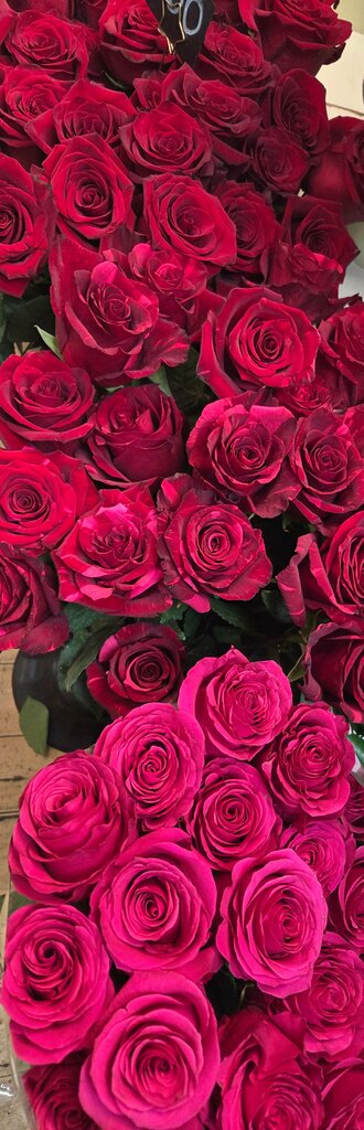 Çiçekçiler Цветы, Arhangelsk, foto