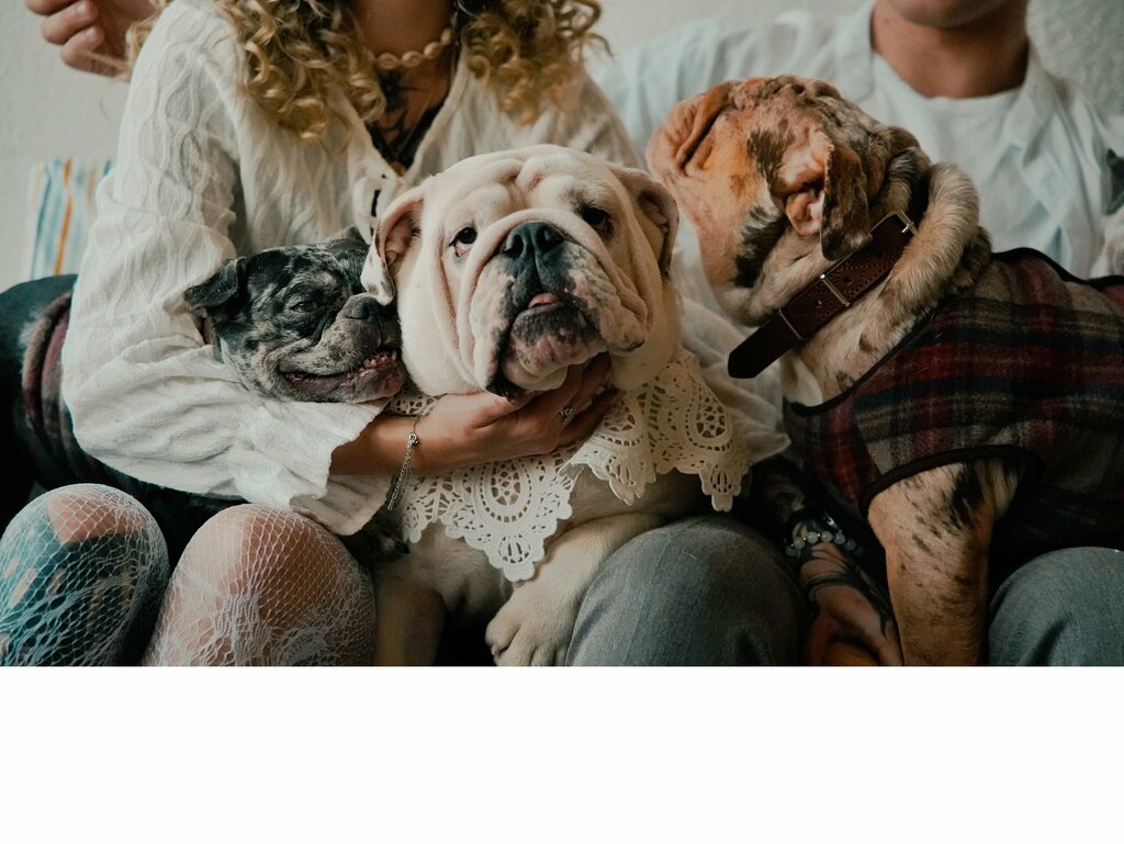 Pet otel У Нас Лапки, Tula, foto