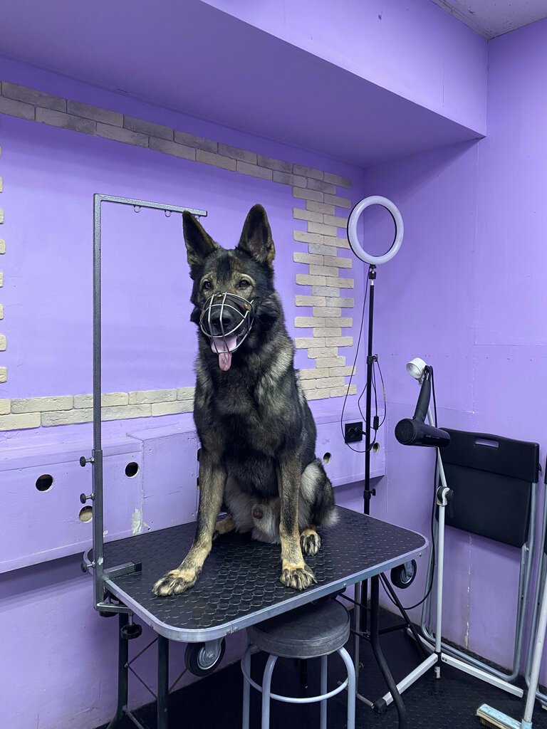 Evcil hayvan kuaförleri GroomLine, Çeliabinsk, foto