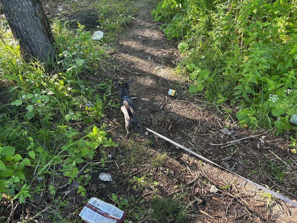 Plaj Пляж, Lipetskaya oblastı, foto