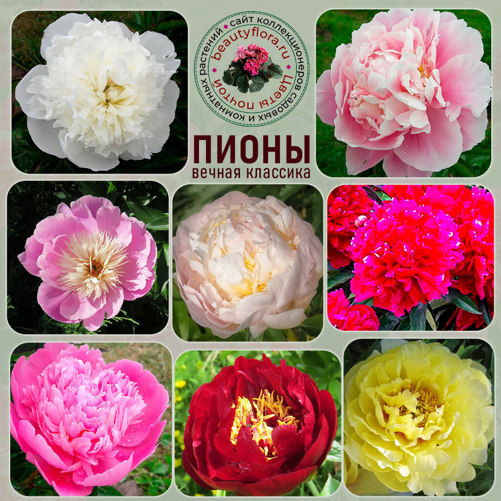 Fidan yetiştiriciliği Сайт коллекционеров растений BeautyFlora, Цветы почтой, Desnogorsk, foto