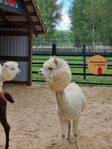 Hayvanat bahçeleri Pacha Mama, Yaroslavskaya oblastı, foto
