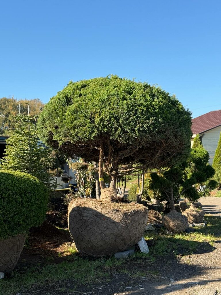 Sera ve bahçe ürünleri Крупномеры круглый год, Moskova ve Moskovskaya oblastı, foto