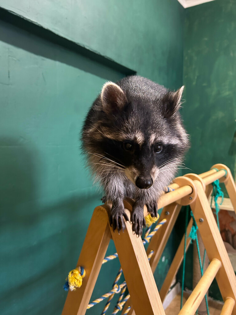 Kahve dükkanları Енот и Кофе, Podolsk, foto