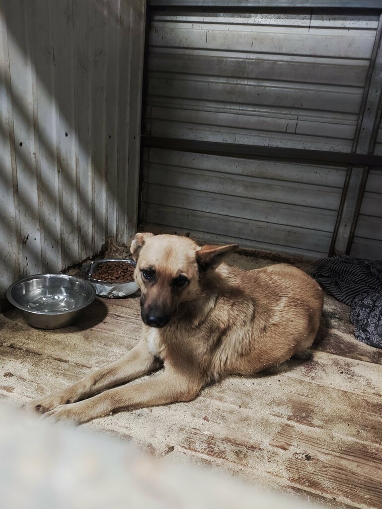 Hayvan barınakları, kulüpleri ve otelleri Приют для животных, Saransk, foto