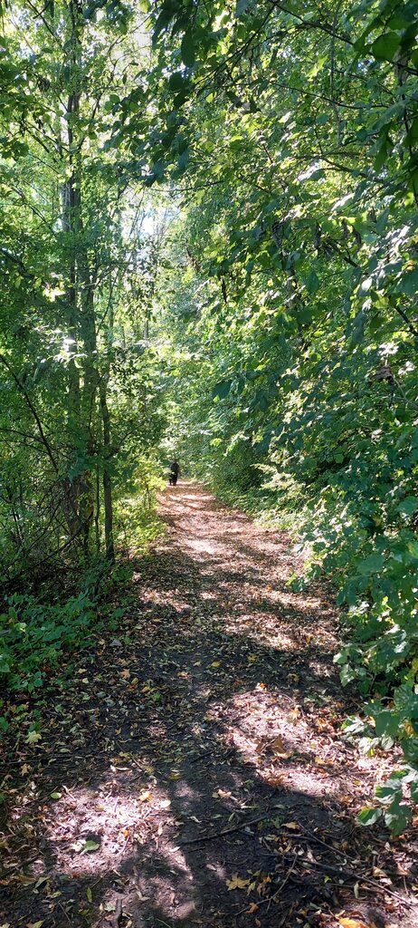 Orman урочище Белая Гора, Kurskaya oblastı, foto