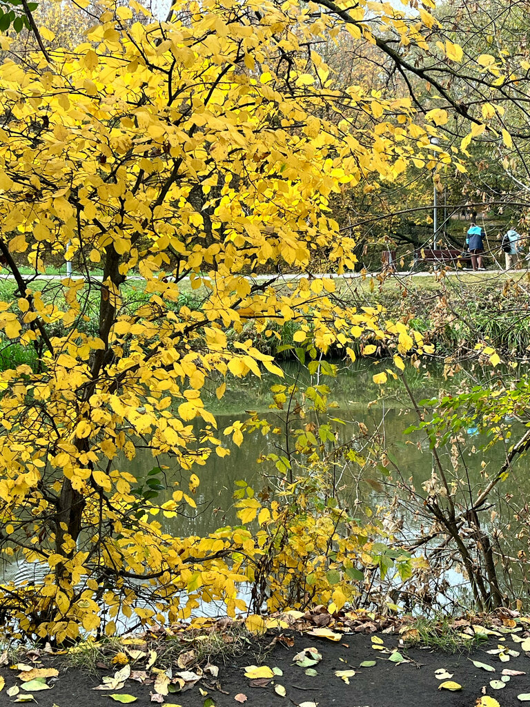 Çardak Gazebo, Moskova, foto