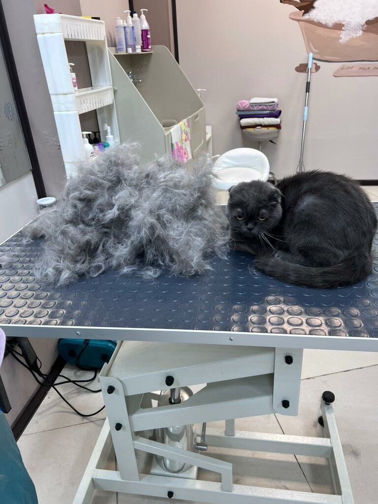 Pet otel Aristo, Vladivostok, foto