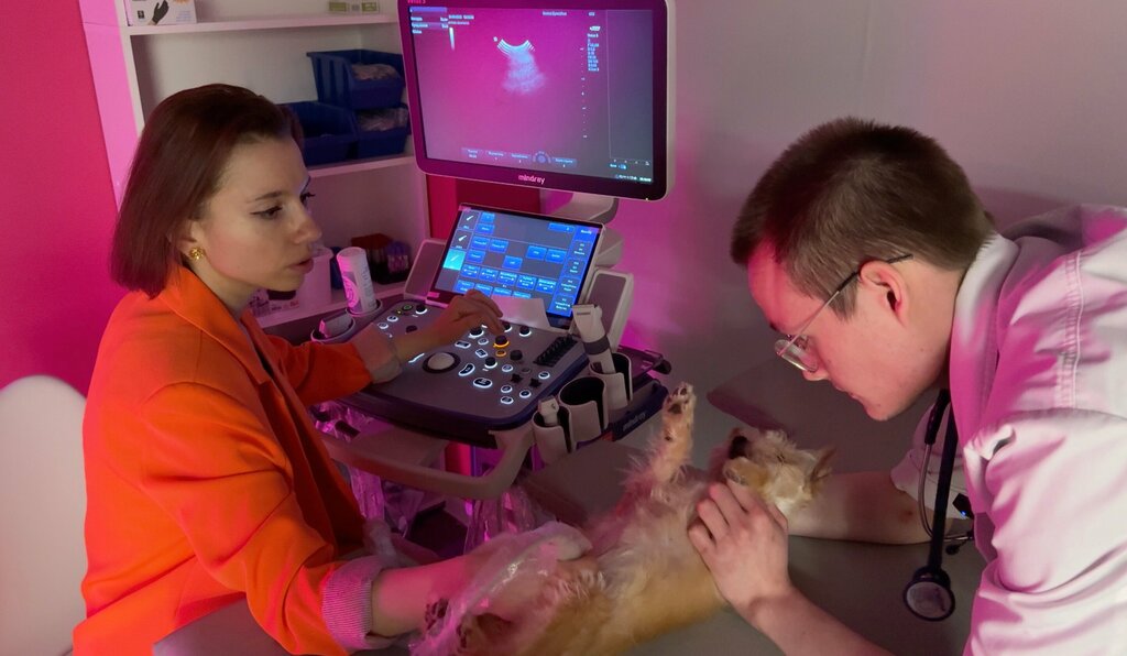 Veteriner klinikleri Правильное решение, Yekaterinburg, foto