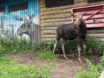 Печоро-Илычский заповедник, лосеферма (Komi Republic, munitsipalny rayon Troitsko-Pechorskiy, munitsipalnoye obrazovaniye Yaksha, posyolok Yaksha, Zarucheynaya ulitsa), hayvancılık  Komi'den