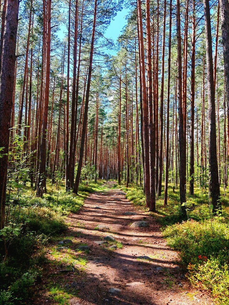 Turistik yerler Пешеходный экологический маршрут На берегах Бьеркезунда, Primorsk, foto