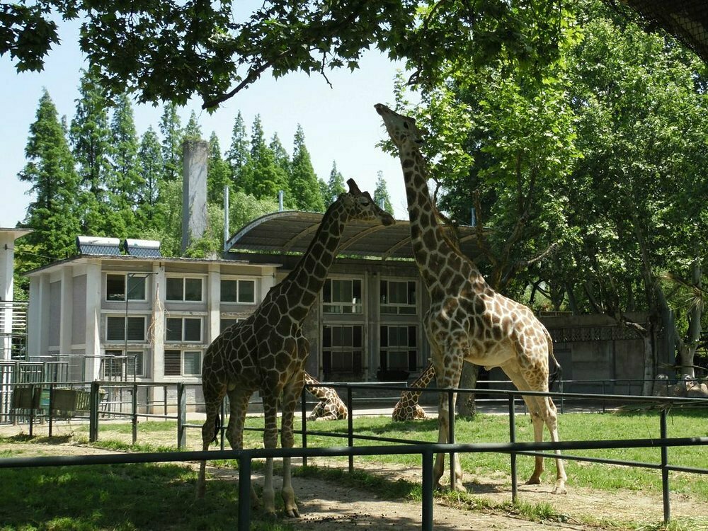Hayvanat bahçeleri Shanghai Natural Wild Insect Kingdom, Şanghay, foto