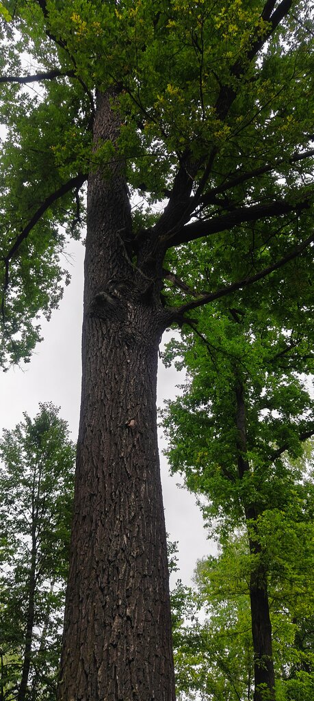 Doğa Дуб исполин, Shumerlya, foto