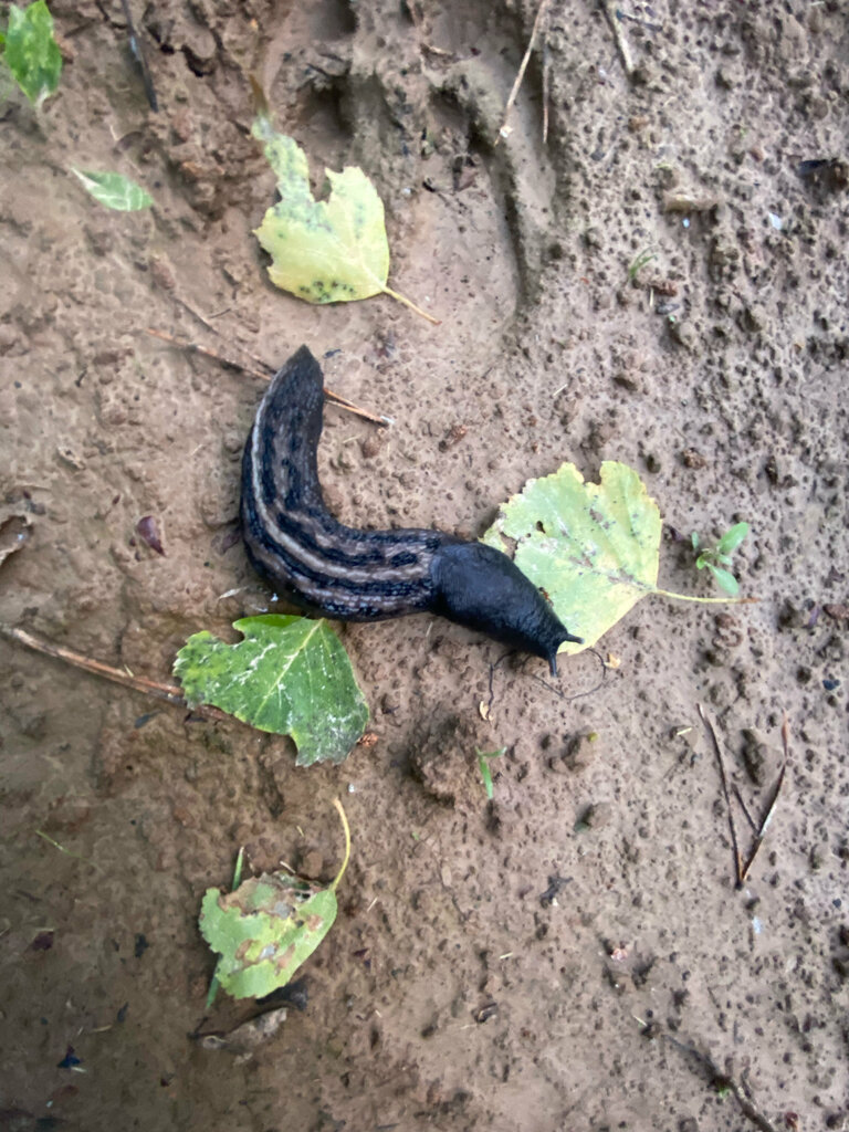 Çöp alanları Trash and garbage disposal area, Moskova, foto
