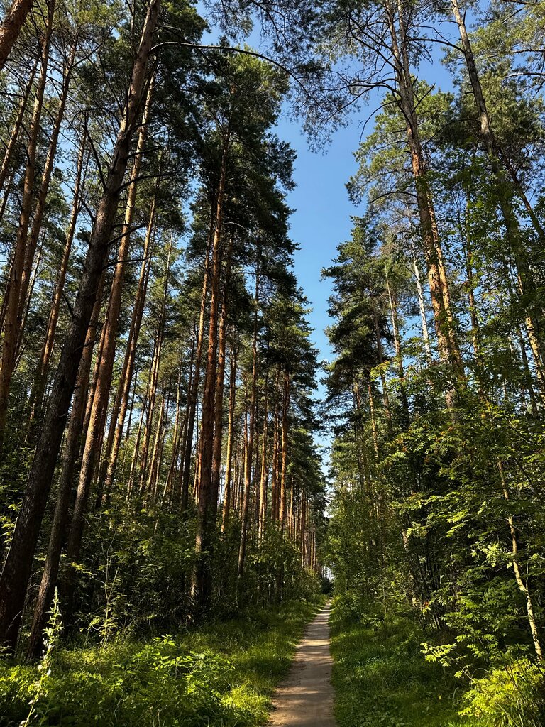 Doğa Чуркина поляна, Moskova ve Moskovskaya oblastı, foto